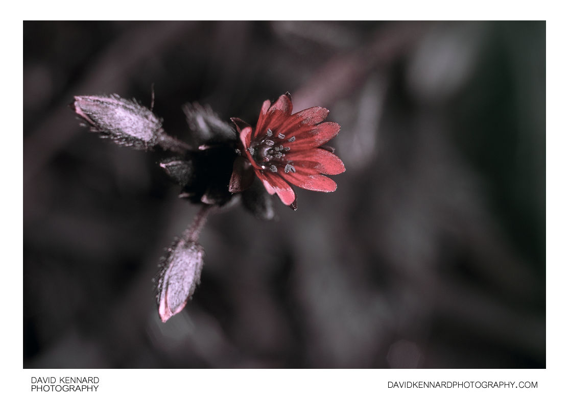 Cerastium fontanum (Common mouse-ear chickweed) flower [UV] · David ...